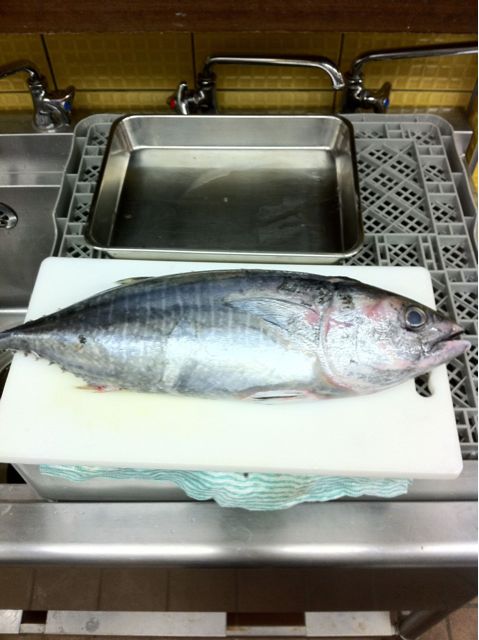 Tonno – Piccolo Canforo